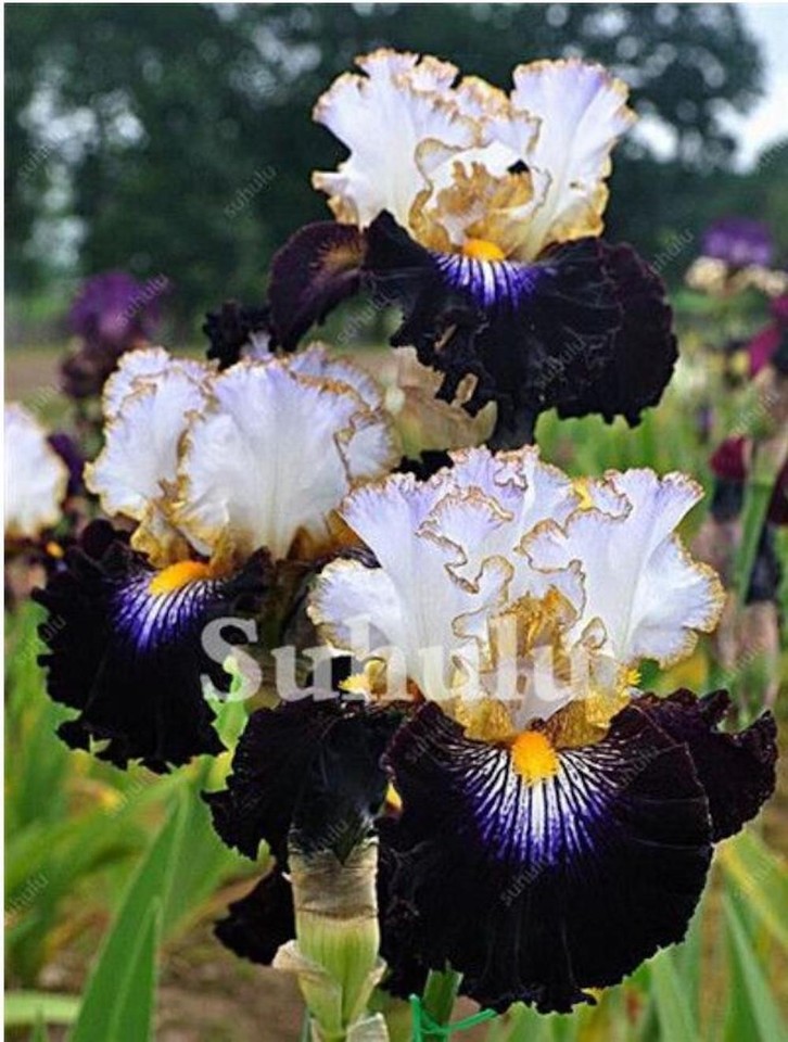 20 EXOTIC rare IRIS SEEDS for garden perennial flower beds plant USA ...