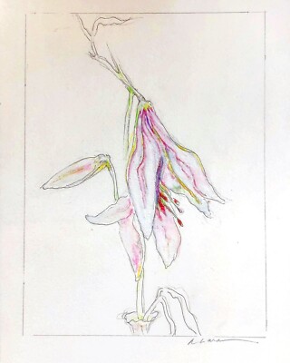 Armond Lara Original Mixed Media Flower Drawing On Paper Lilies 8x11 | eBay