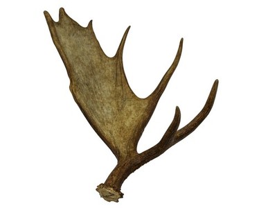 Real Whole Moose Antler Shed (461-1-G120) Y2I | eBay