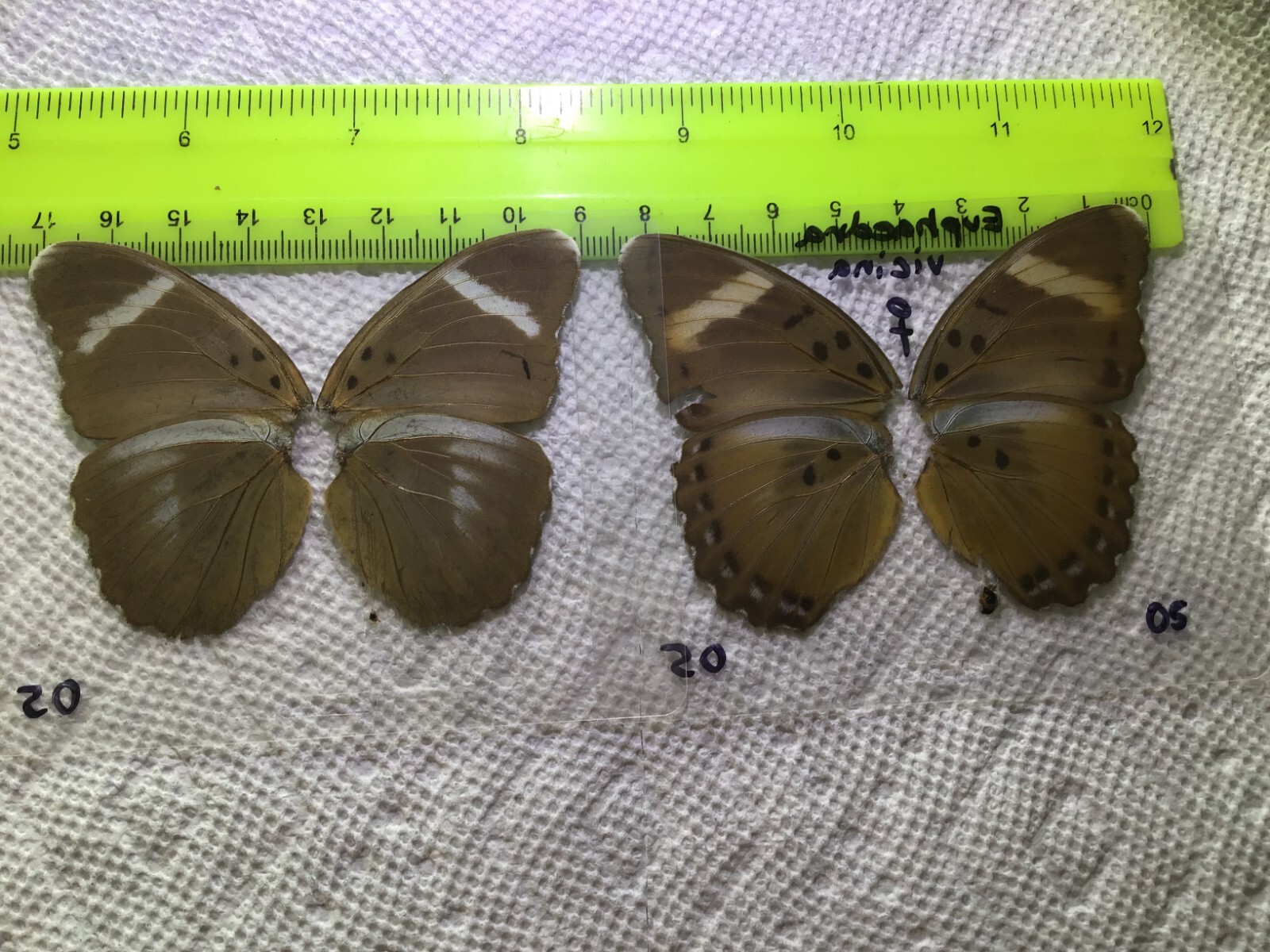 UAE 05 A+/ A Euphaedra eberti ?? Nymphalidae Butterfly of Africa | eBay