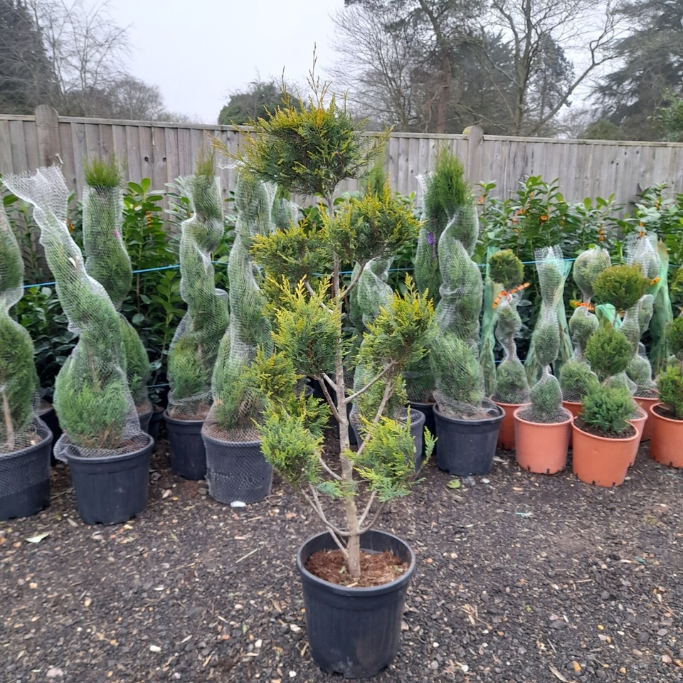 Multi Stem Pom Pom Topiary Tree 25L Approx 150cm Evergreen Conifer ...