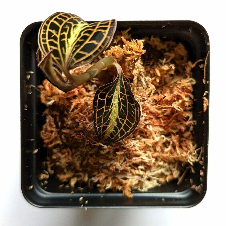 Anoectochilus Roxburghii 'Golden Heart', Jewel Orchid | eBay