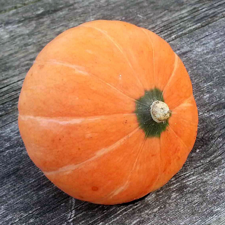 PUMPKIN Golden Nugget 7 Seeds HEIRLOOM summer EASY vegetable COMPACT ...