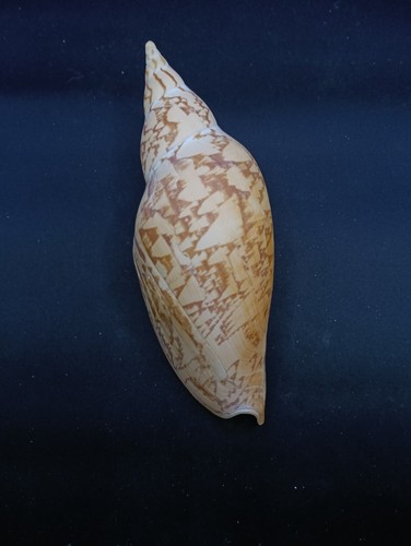 Large voluta Ericusa sowerbyi Volute sea shell. 8.5" Collector home ...