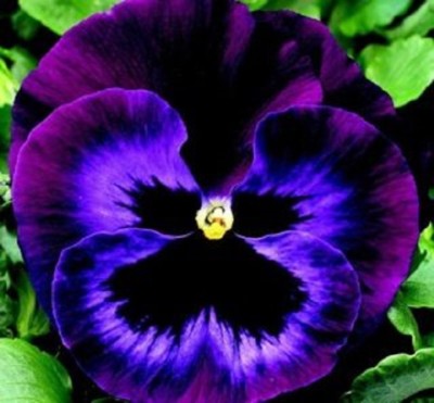 NEW! 35+ PANSY DELTA NEON VIOLET FLOWER SEEDS / ANNUAL | eBay