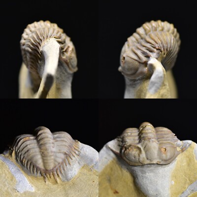 SCREAMINGLY RARE Blackwelderia Trilobite, Upper Cambrian, Kushan ...