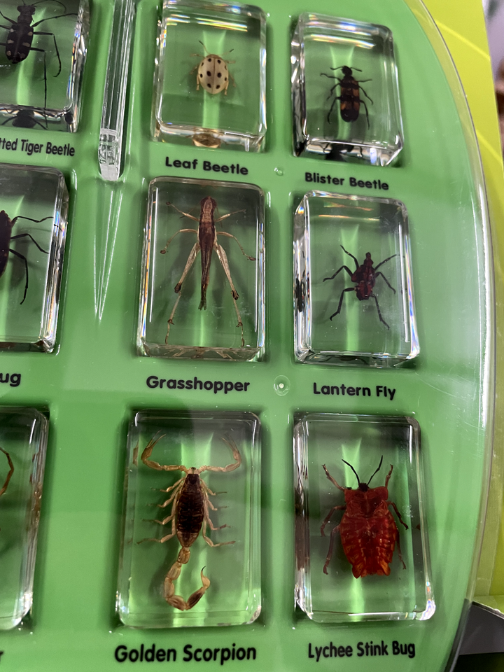 Lakeshore Learning Real Bugs Discovery Kit - 12 Actual Insect Specimens ...