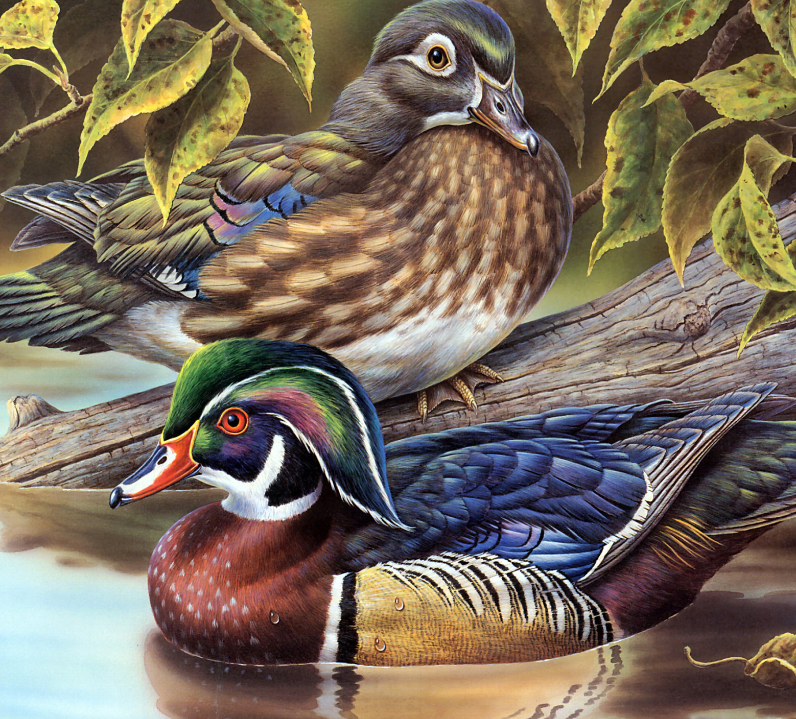 Wood Duck Paintings