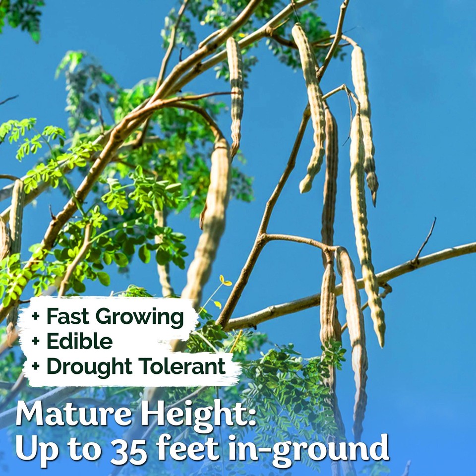 30 Moringa Tree Seeds for Planting (Moringa Oleifera) | eBay