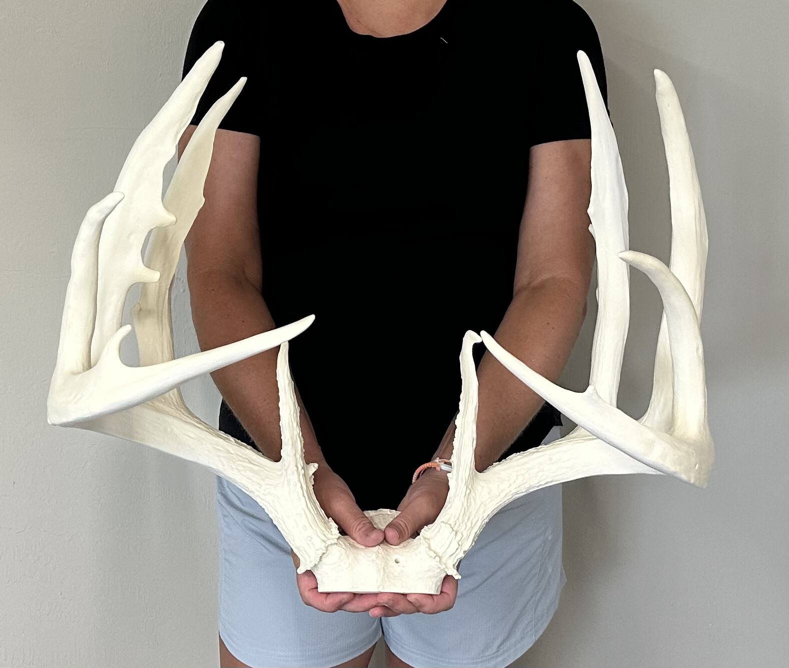 UNFINISHED WHITETAIL REPLICA SCORES OVER 200" B&C ANTLER DEER ANTLERS ...