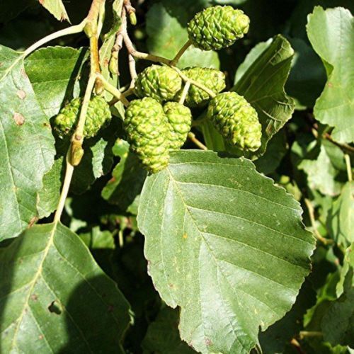 Alder Alnus Glutinosa native bare root tree saplings whips hedging ...