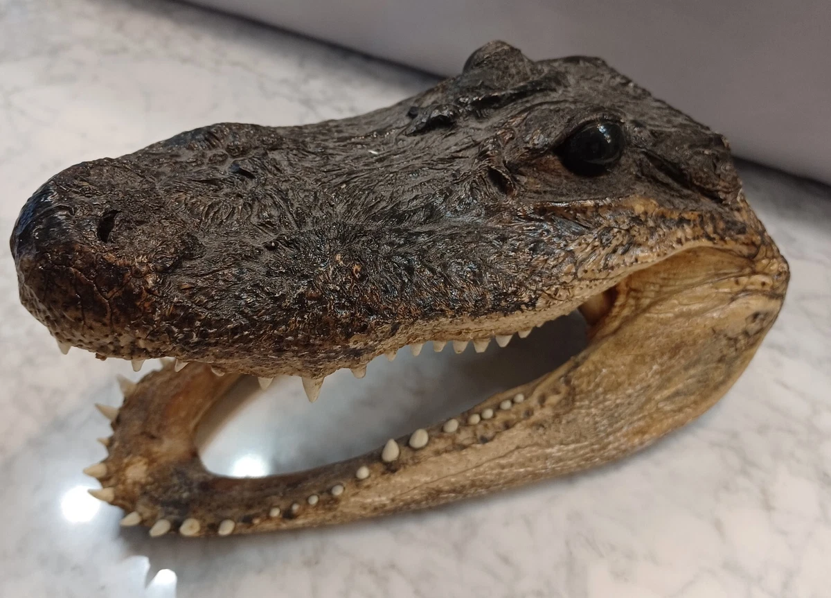 Alligator Glass Eyes