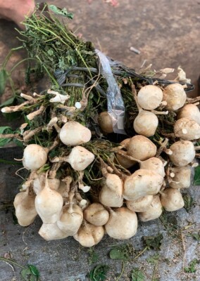 30 Pachyrhizus erosus Seeds,Jícama Seeds, Climbing Yam | eBay