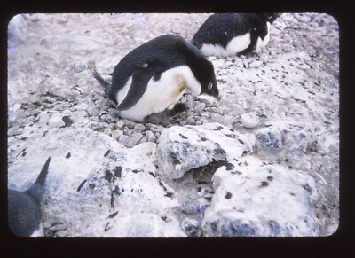 USCGC Eastwind 35mm Slide 1955 Operation Deep Freeze Antarctica ...