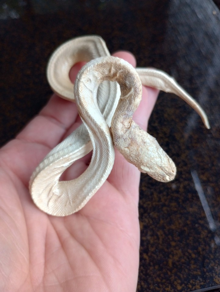 Real Snake Taxidermy - Preserved Reptile Specimen - Mummified Python ...