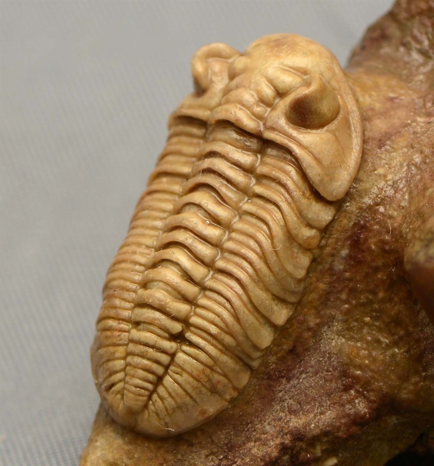 ESTONIOPS PANDERI Trilobite Russian RARE FACET EYES FINE QUALITY | eBay