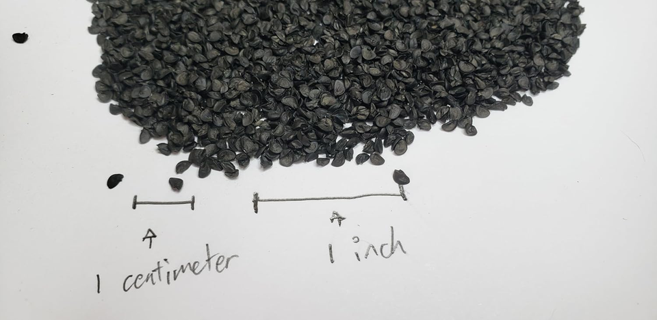 Scallion “Red Beard” – Bunching Onion Type - Resilient Green Onion ...