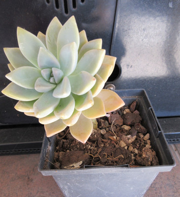Graptopetalum Paraguayense GHOST PLANT 1 rooted stem | eBay