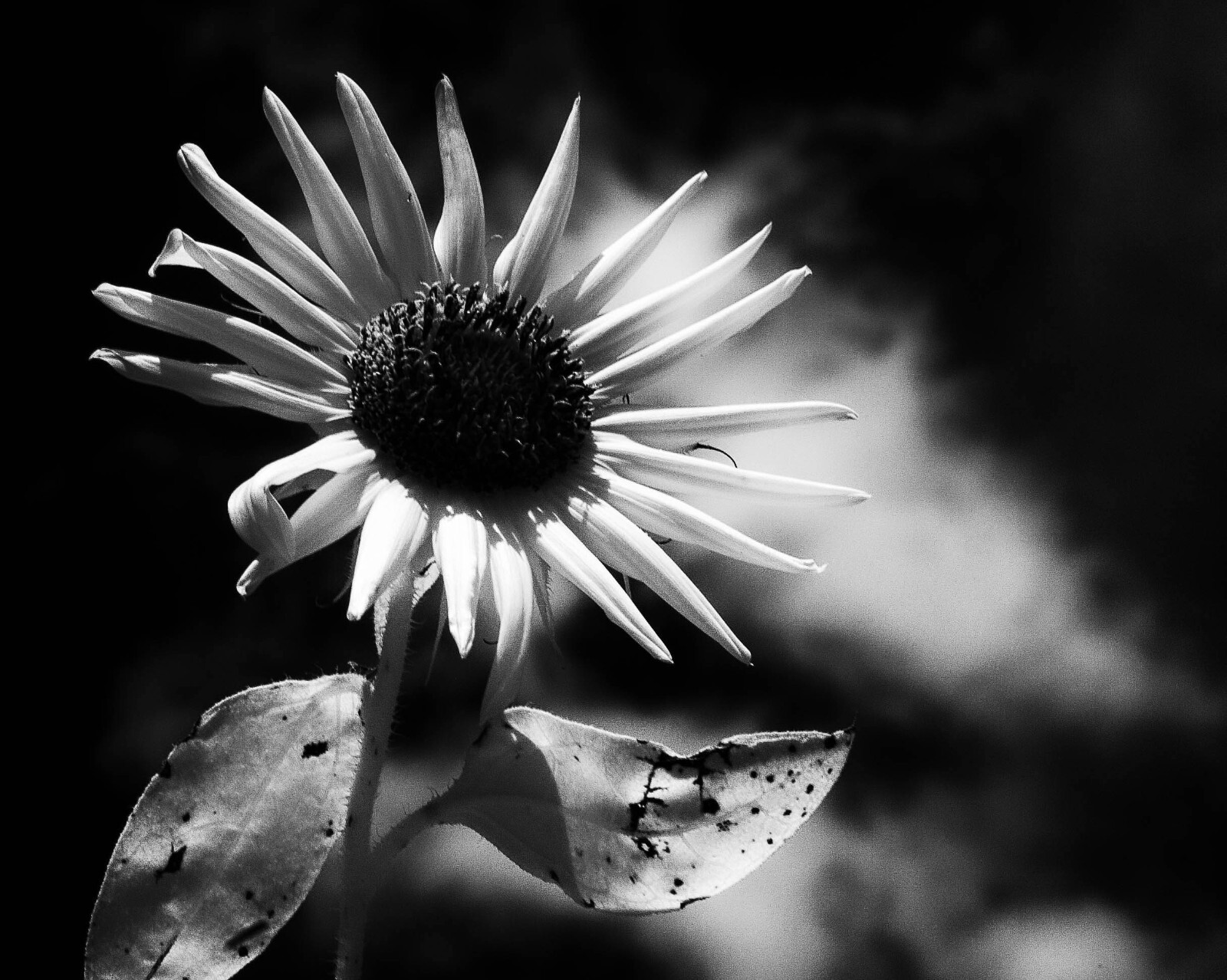 5x7 Black and White Infrared Fine Art Summer Sunflower Photograph | eBay