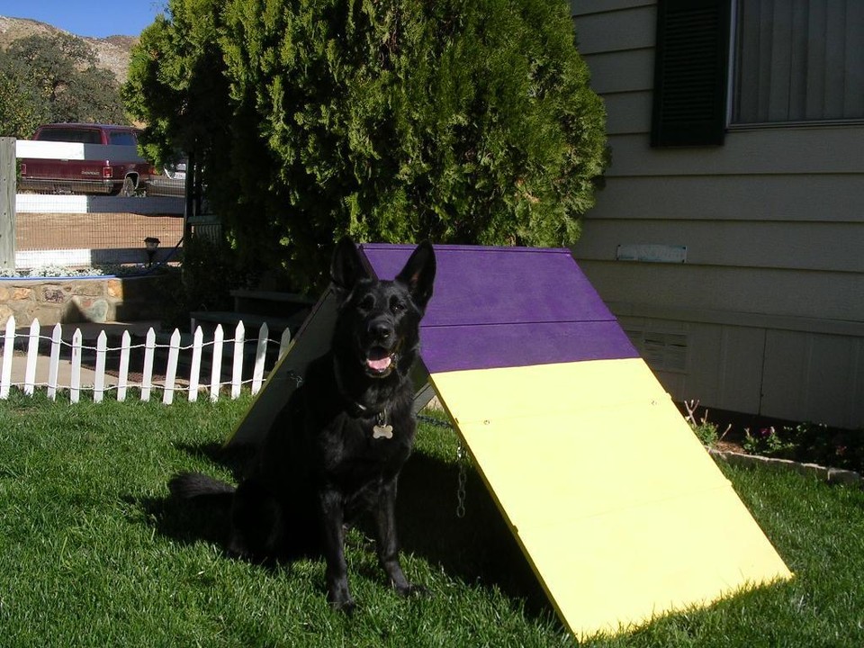 Dog Agility Equipment Mini Contact Trainer (Dog walk - A Frame/AFrame ...