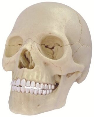 4D Human Exploded Skull Anatomy Model | eBay