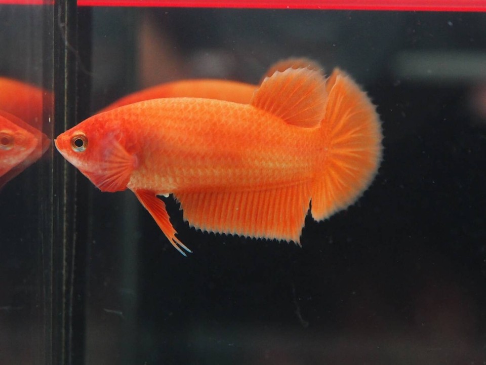 Betta Fish Super Orange Breeding Pair male and female for Breeding from ...