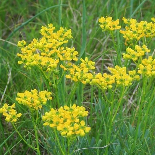 50 Common Rue (Medicinal Herb) Seeds .(Garden Rue/ Herb of Grace/Ruta ...