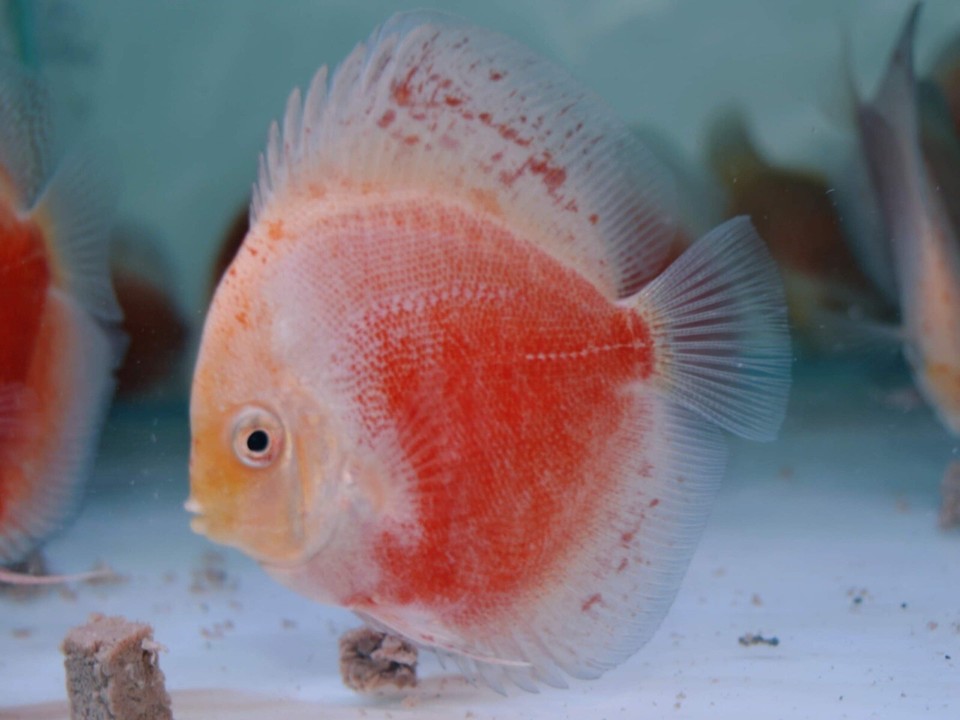 Pack Of 4 Discus Fish - Random Pick - All Beautiful Fish 3.5in -Suprise ...