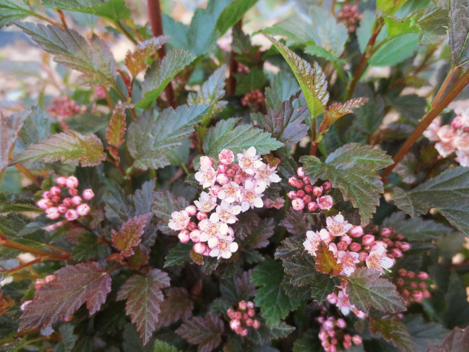 Physocarpus Opulifolius Little Devil Ninebark Dwarf Garden Shrub Plant ...