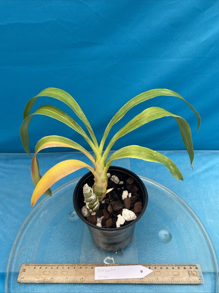 Mormodes rosea Pink Flowers Orchid Species 4.5” Pot Twice A Year Bloom ...