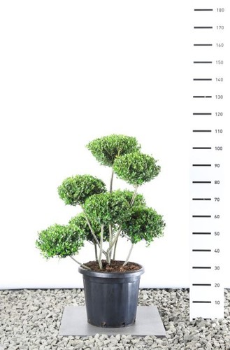 Ilex Crenata Green Hedge Pom Pom Tree 20 Cm Pot | eBay UK