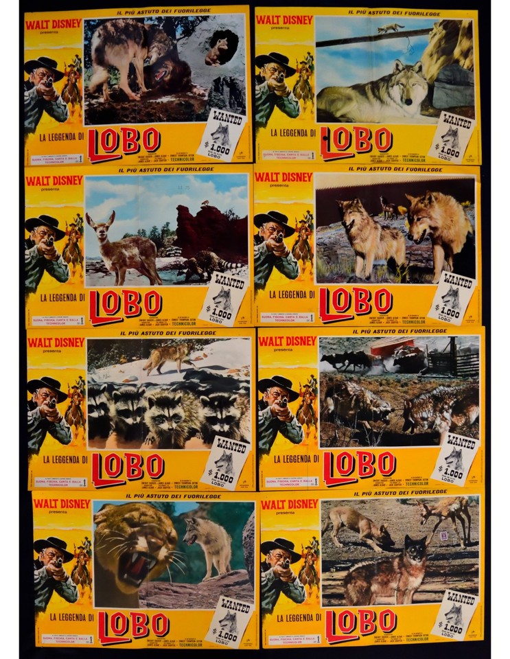 Photo Cards The Legend Of Lobo Walt Disney Dog Horse Wolf Bison F350 ...