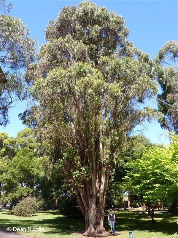 Eucalyptus globulus ssp compacta - Dwarf Tasmanian Blue Gum - 60 Seeds | eBay UK