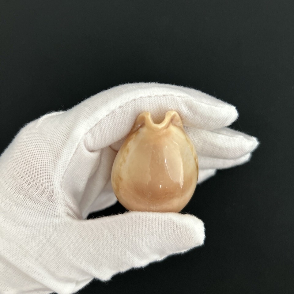 (Nesiocypraea) Cypraea teramachii polyphemus, 65.6mm, dead-taken and ...