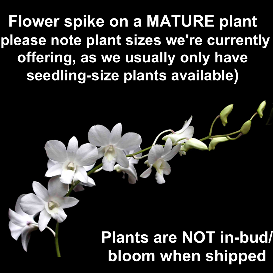 Dendrobium_PURE WHITE FLOWER_nobile-type orchid, NOT in-bud/bloom when ...