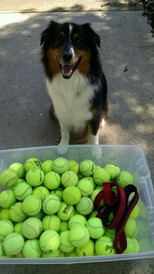 100 and 10 used tennis balls 110 total .Plz c pics ! no p.o box😁 | eBay