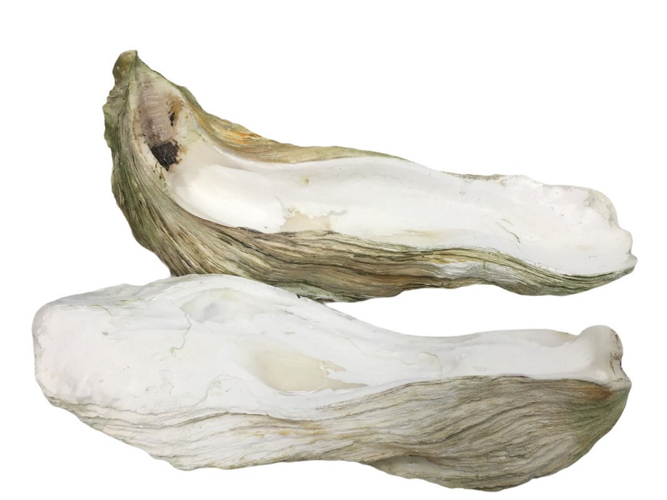 EXTREMELY RARE 14 INCH GIANT PACIFIC OYSTER SEA SHELL 50+ Year OLD (3lb ...