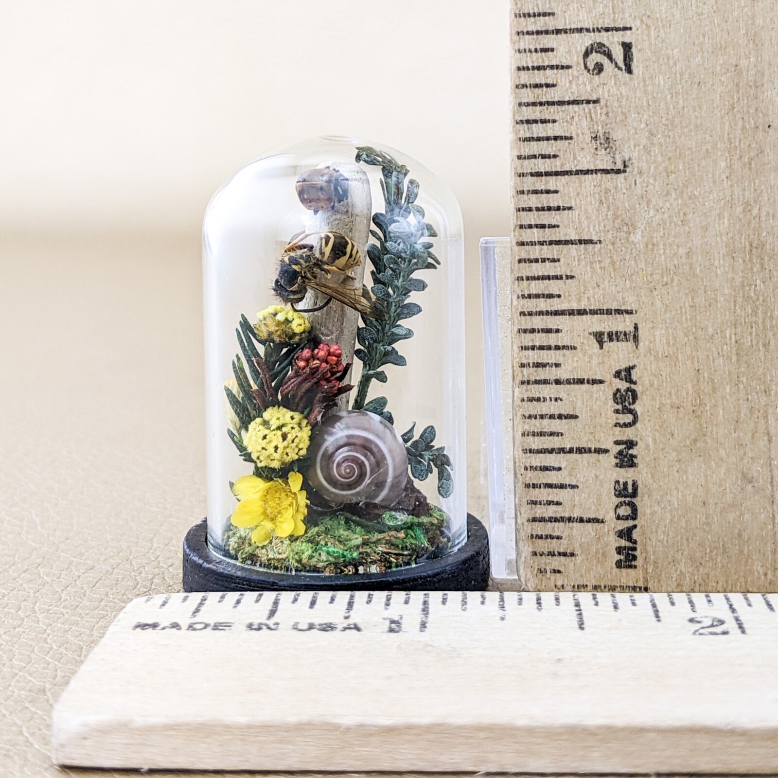 o21g Yellow Jacket Wasp Glass Dome Display Entomology Taxidermy Mini ...