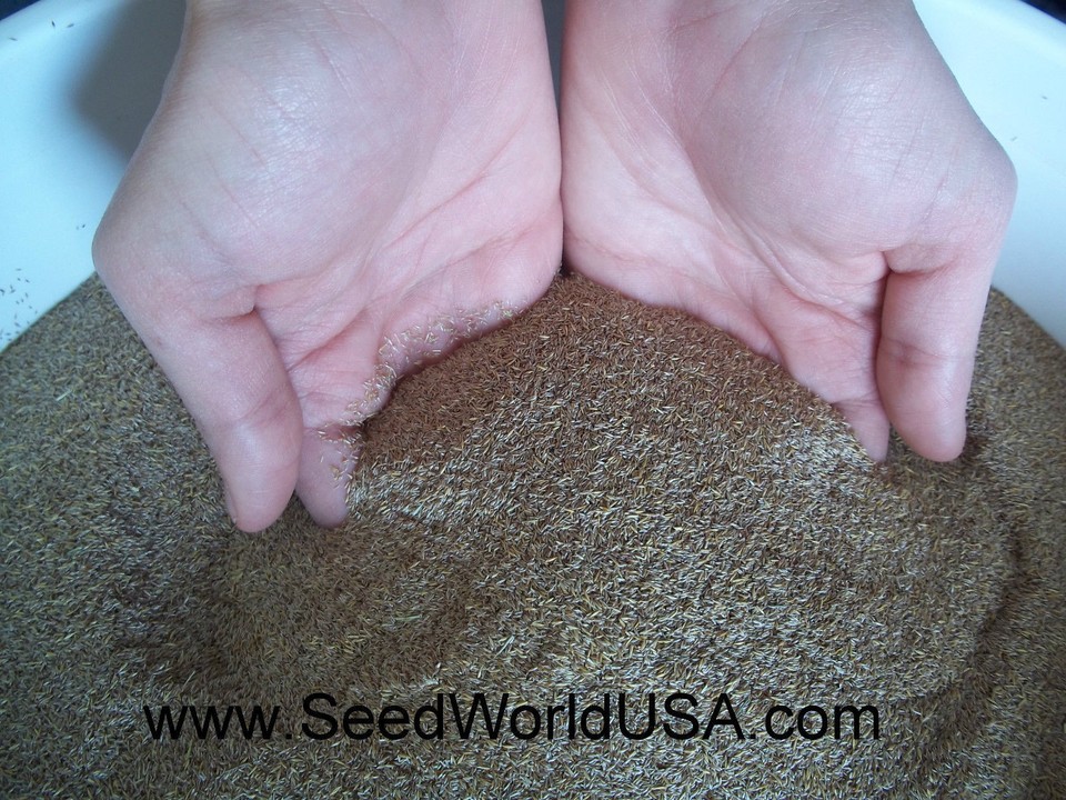 Penncross Creeping Bentgrass Seeds - 2 Lbs. (Certified) | eBay