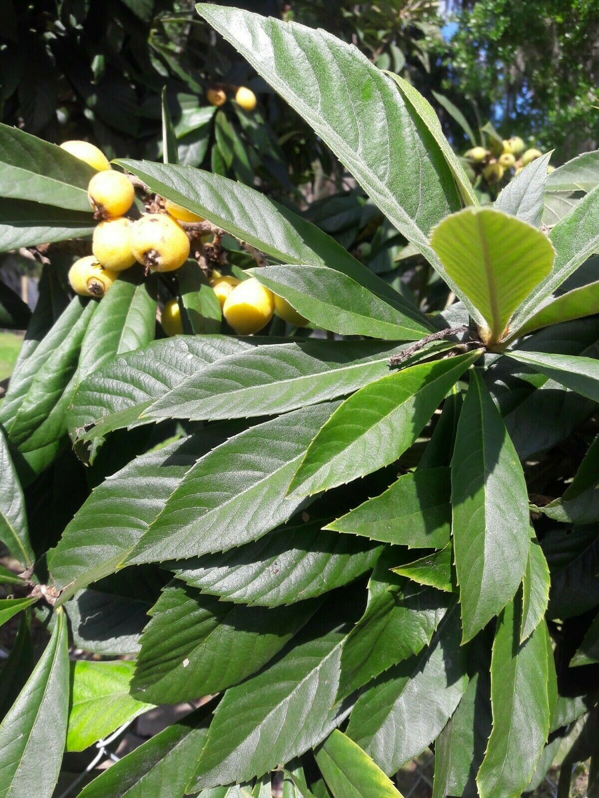 4 oz ORGANIC and Freshly Picked Loquat Leaves (100% natural) | eBay
