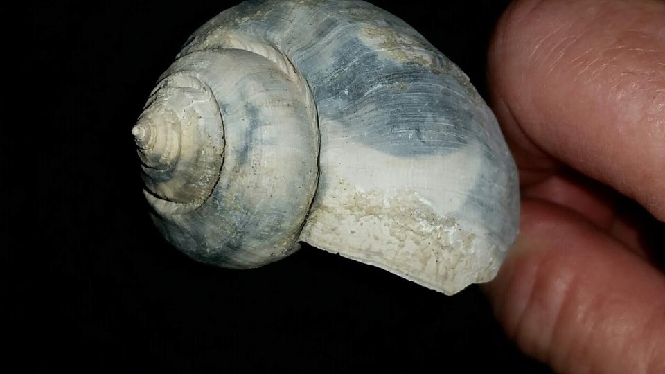 Whelk Fossil / Fossilized sea shells gastropod collectors collections ...