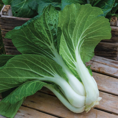 Pechay Pak Choi Seeds (200) / ORGANIC / FLORIDA GROWN / ASIAN CUISINE ...