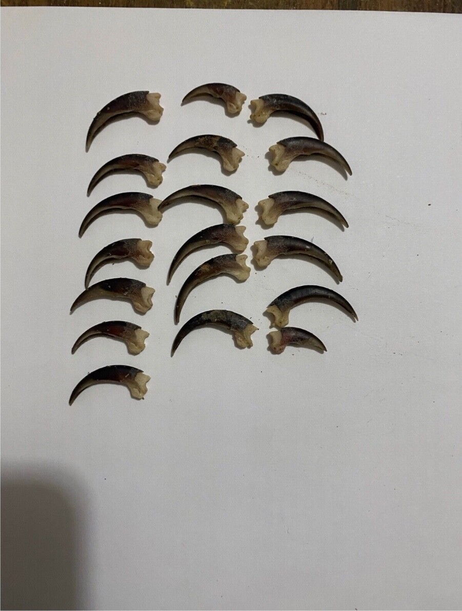 18 clean Porcupine claws claw craft powwow taxidermy fullset art | eBay