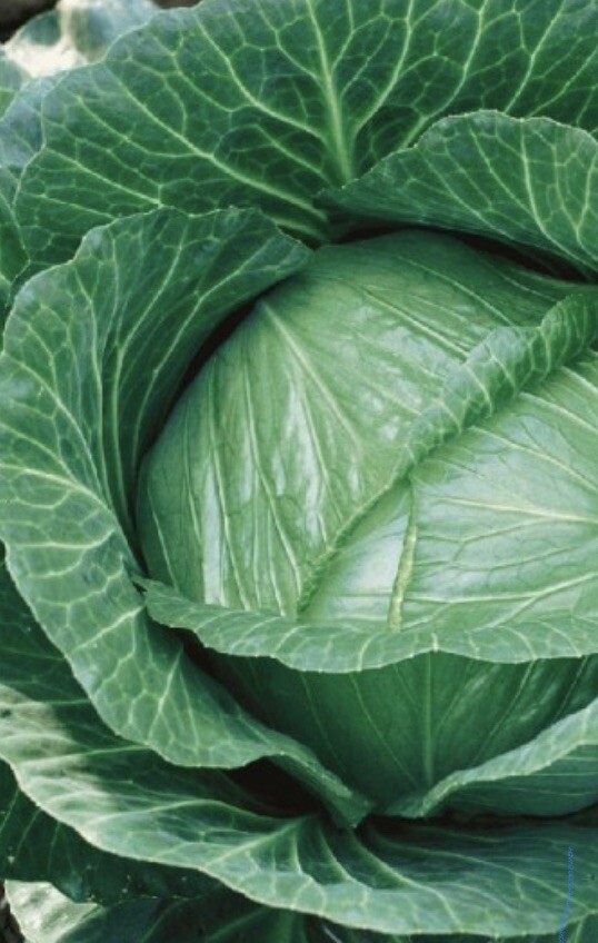 Brunswick Cabbage Seeds 500+ Danish Ballhead Vegetable NON-GMO USA FREE ...