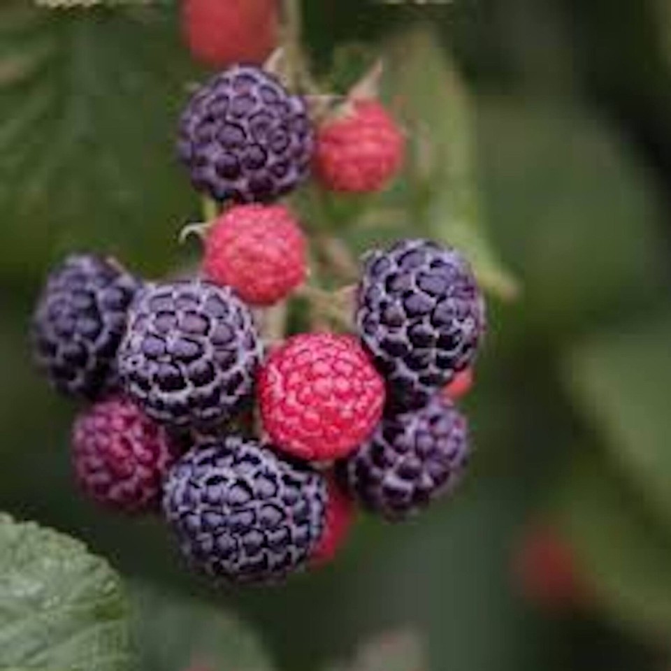 1 Cumberland Black Raspberry Plants Rubus occidentalis 1-2 yr Old Fruit ...
