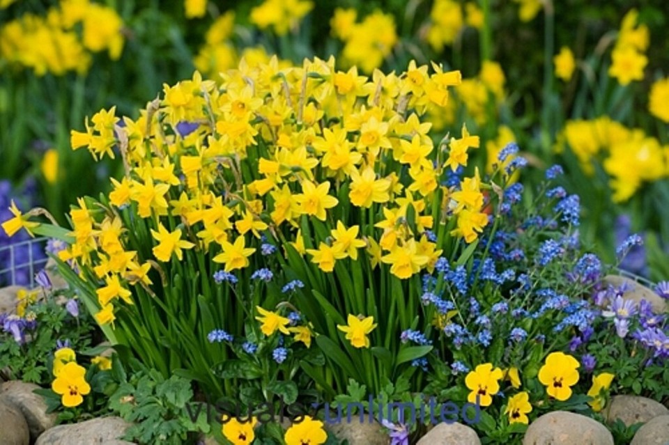 1-1000 MIXED MINIATURE DAFFODIL/NARCISSUS BULBS SPECIAL MIXTURE DWARF ...