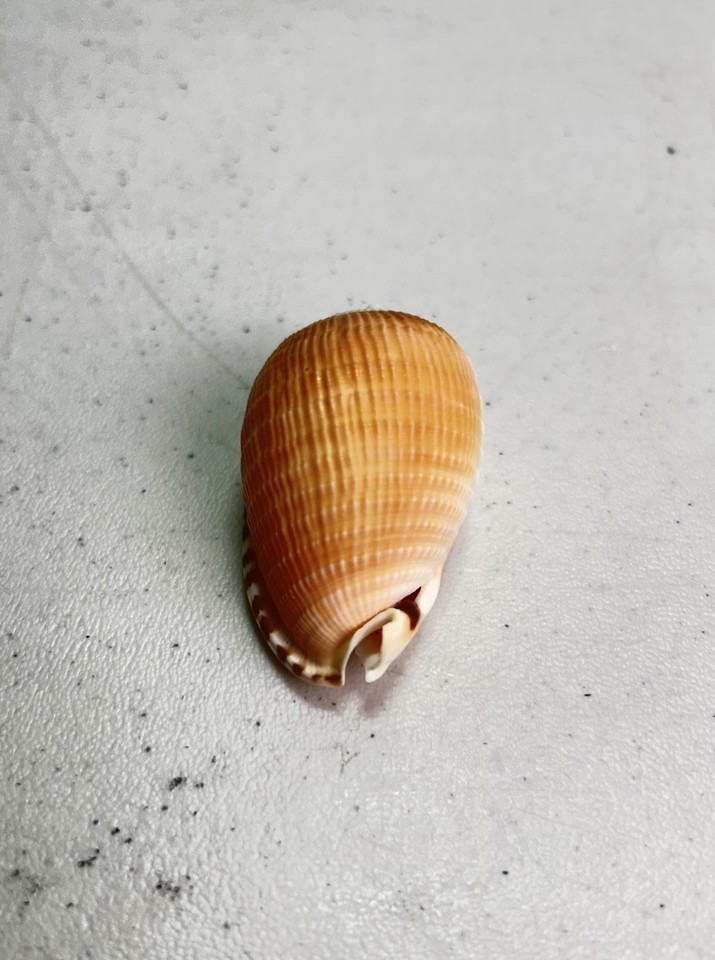 Cypraecassis testiculus Cowrie Helmet Snail Seashell Atlantic Coast USA ...