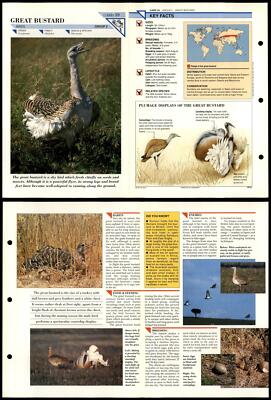 Great Bustard #39 Birds Wildlife Fact File Fold-Out Card | eBay UK