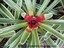Neoregelia 'Sheba' bromeliad offset | eBay