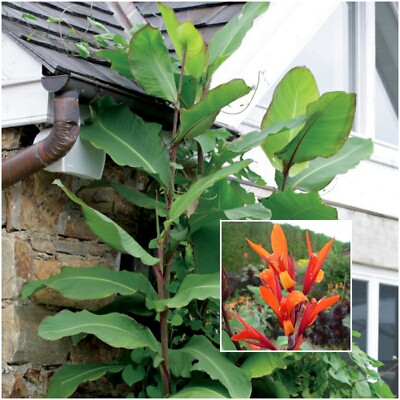 2 Banana Canna Musafolia Bulbs/Rhizomes Pair | eBay